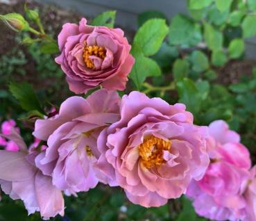 Rosenversand - Pink Eden Rose Strauchrose