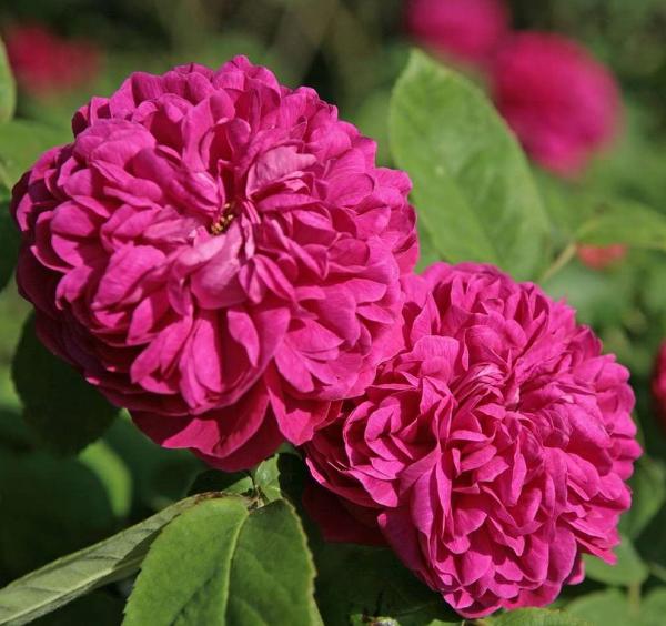 Rosenversand - Rose de Resht Damascena Rose